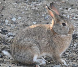 10 animales nativos de Corea del Sur | KoreaTravelPost | Organic Articles