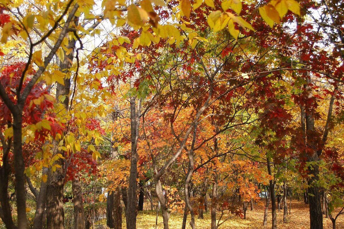 Fall in Love with Korea: An Autumn Bucket List Guide | KTP