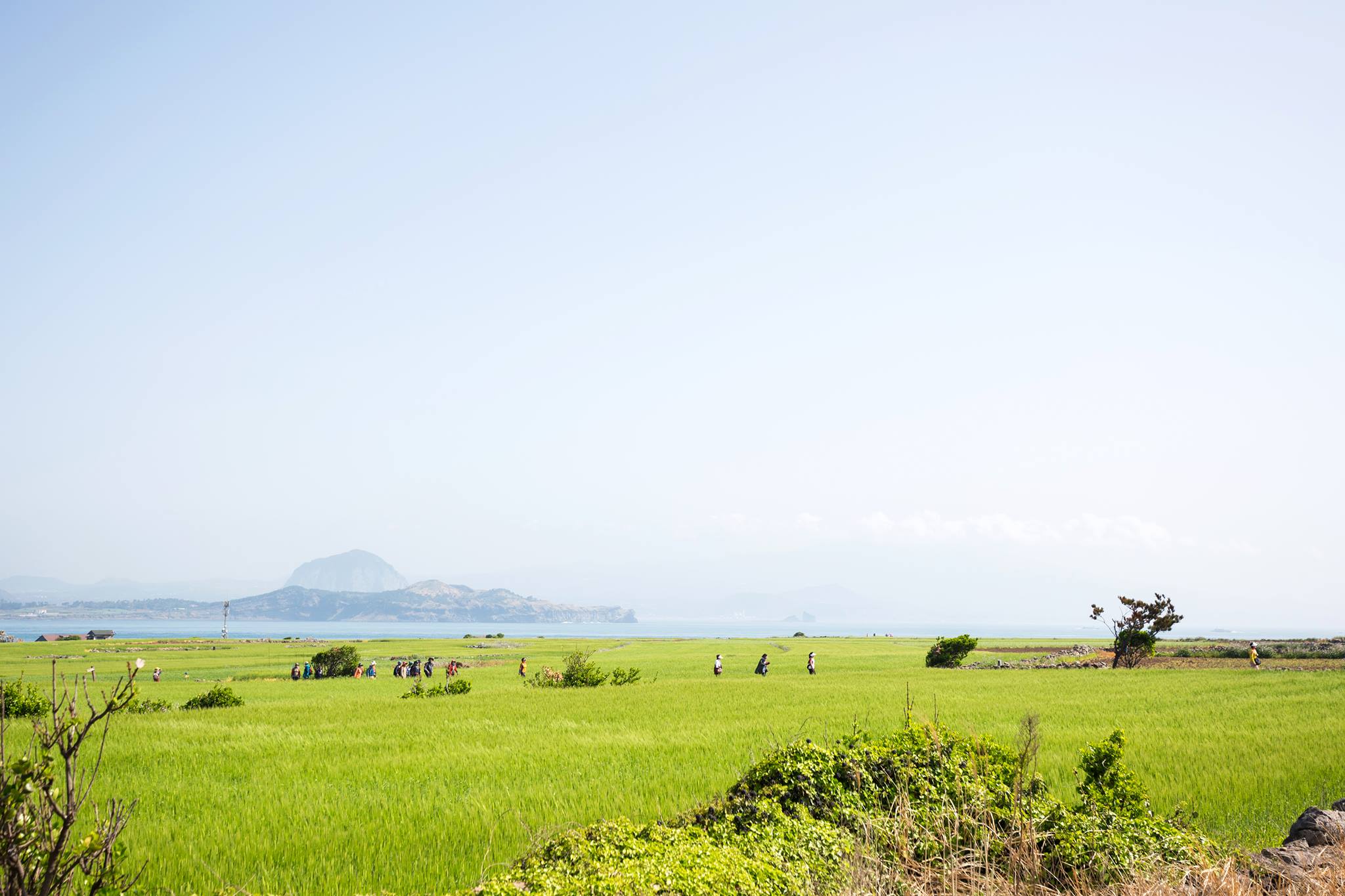The Ultimate Guide to Exploring Jeju Olle Trails | KoreaTravelPost