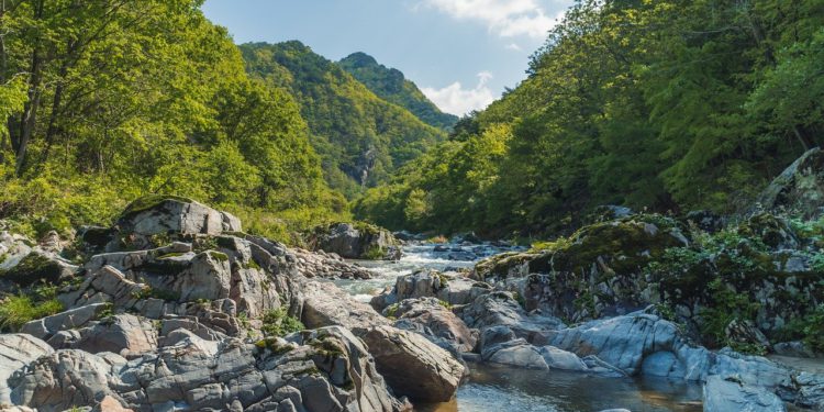 5 Busan Spring Destinations For Nature Lovers | KoreaTravelPost