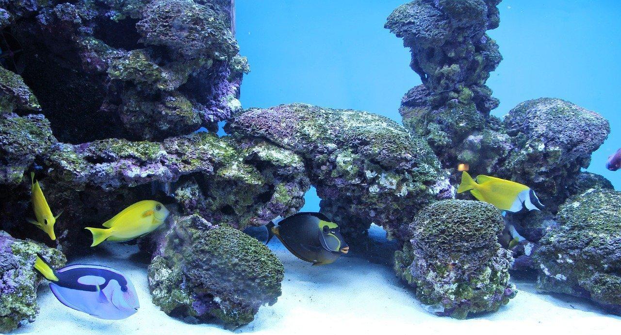 Enjoy Marine Life at Aquariums in South Korea | KoreaTravelPost