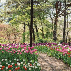 Seoul Forest – All You Need To Know Before Your Visit | KoreaTravelPost