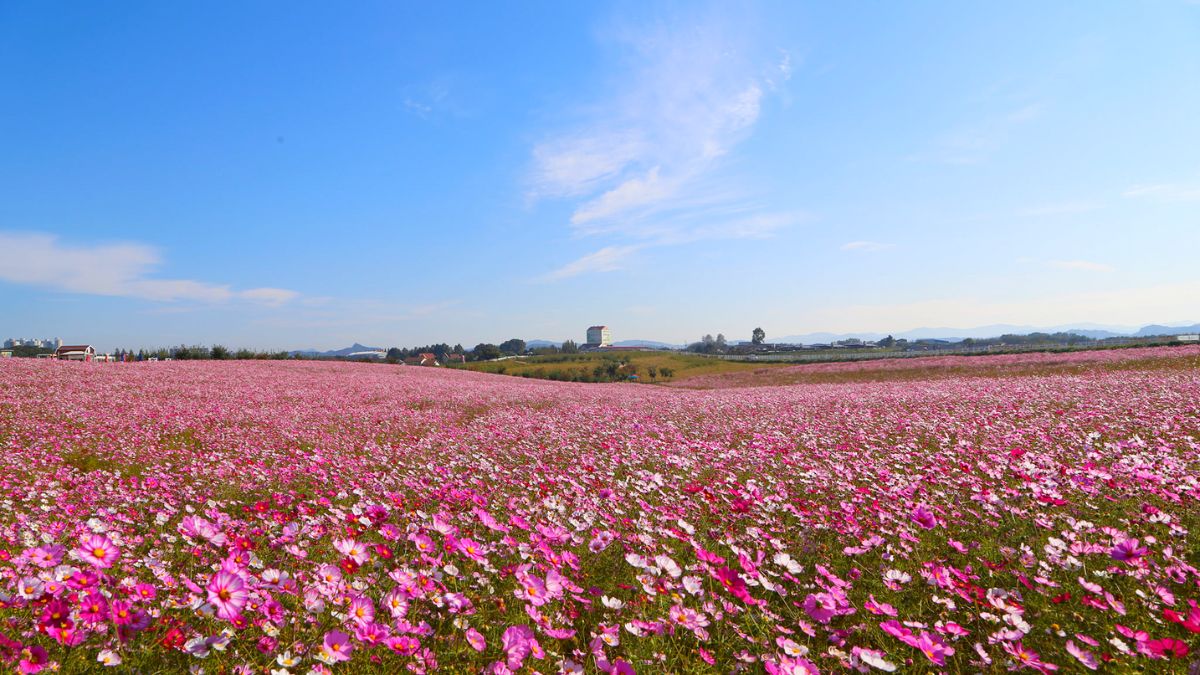 Everything You Need to Know About Anseong Farmland | KoreaTravelPost