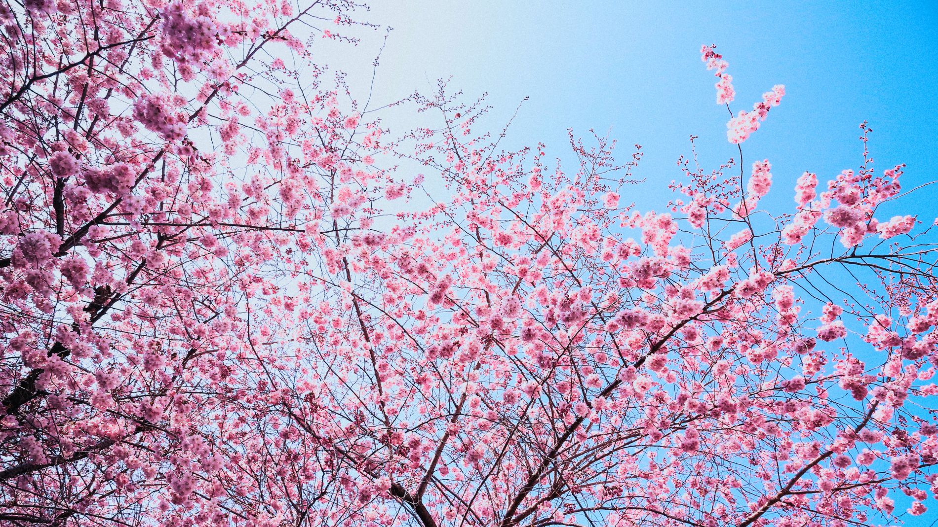 Spring Blooms in Busan - Best Flowering Spots | KoreaTravelPost