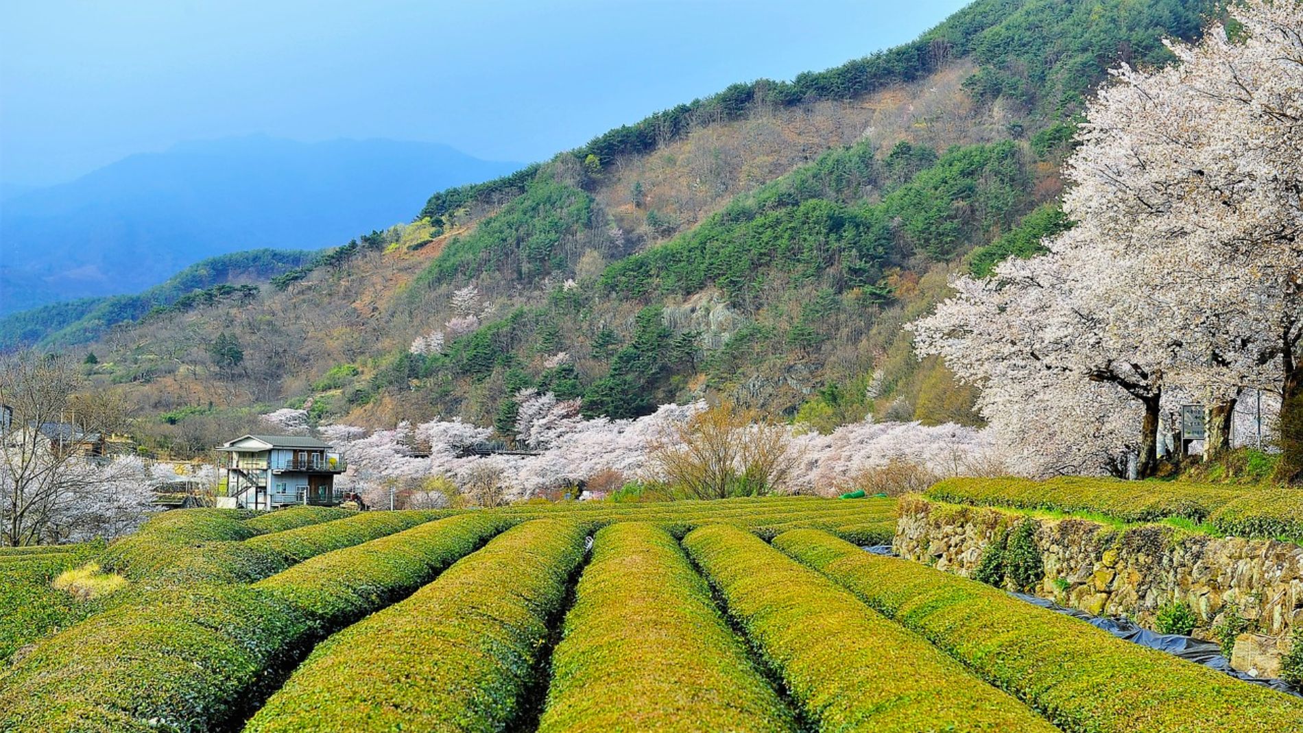 Everything About Hadong Wild Tea Cultural Festival | KoreaTravelPost