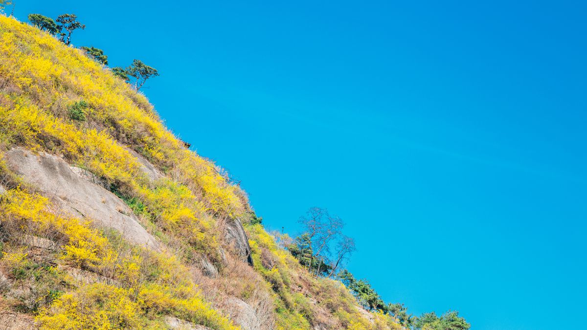 Must Visit Spring Blossom Destinations in South Korea This Year | KTP