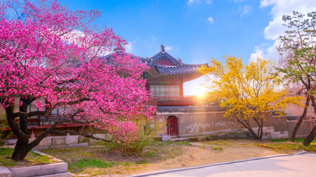Must Visit Spring Blossom Destinations in South Korea This Year | KTP