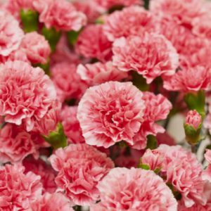 The Magic of Korean Birth Flowers | KoreaTravelPost