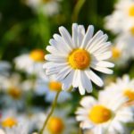 The Magic of Korean Birth Flowers | KoreaTravelPost