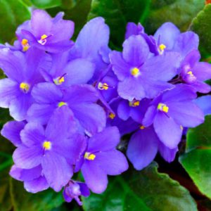 The Magic of Korean Birth Flowers | KoreaTravelPost