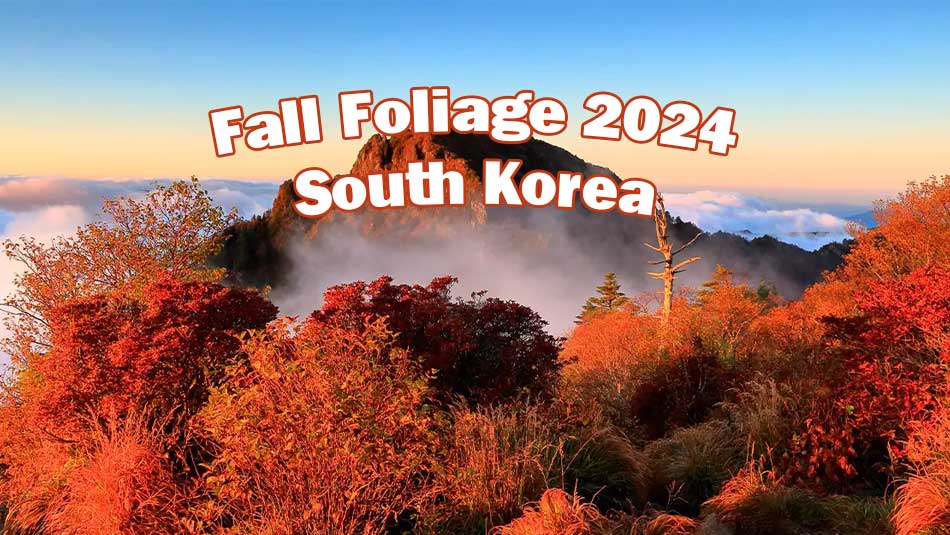 FULL 2024 Fall Foliage Forecast South Korea: Best Time to Visit Popular ...