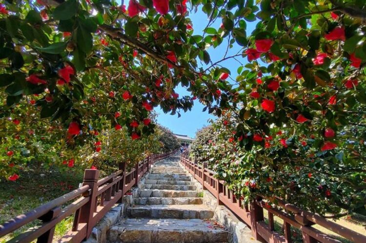 When the Camellia Blooms: 5 Travel Destinations You MUST Visit in Korea ...