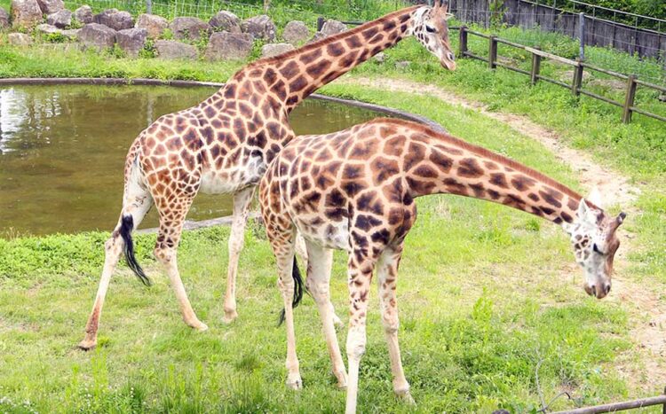 Your Ultimate Guide to Seoul Grand Park: Zoo, Gardens, and Hidden ...